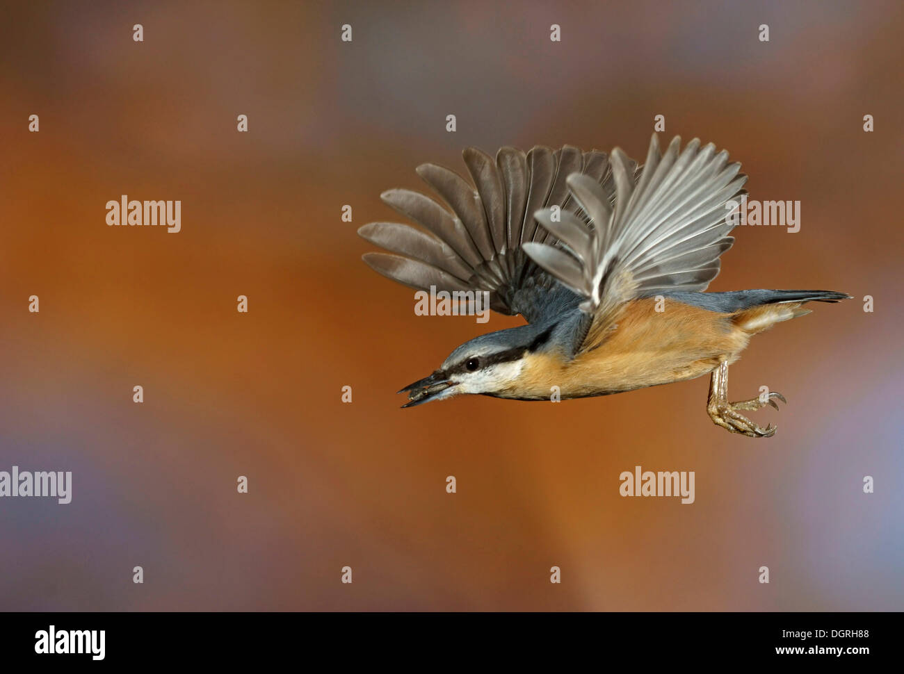 Nuthatch flying hi-res stock photography and images - Alamy
