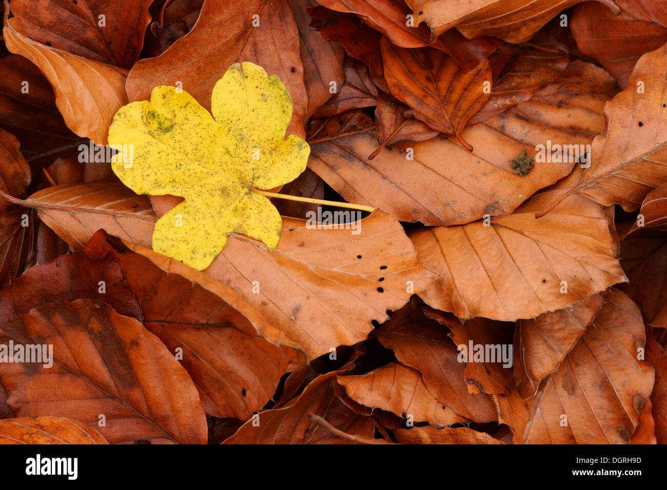 Leaf of a Field Maple (Acer campestre) on Beech (Fagus sylvatica ...