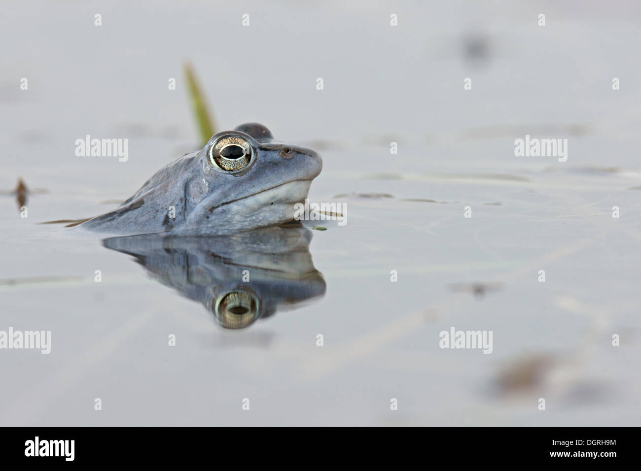 Moor Frog (Rana arvalis), Feldberg Lake, Mecklenburg-Western Pomerania ...