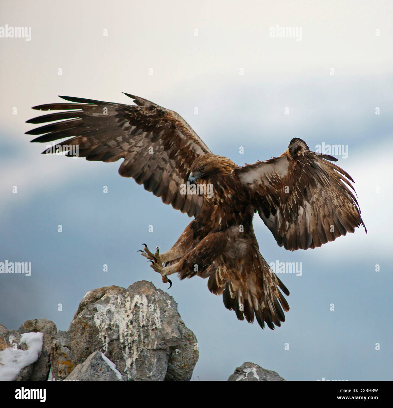 Golden Eagle Landing High Resolution Stock Photography and Images - Alamy