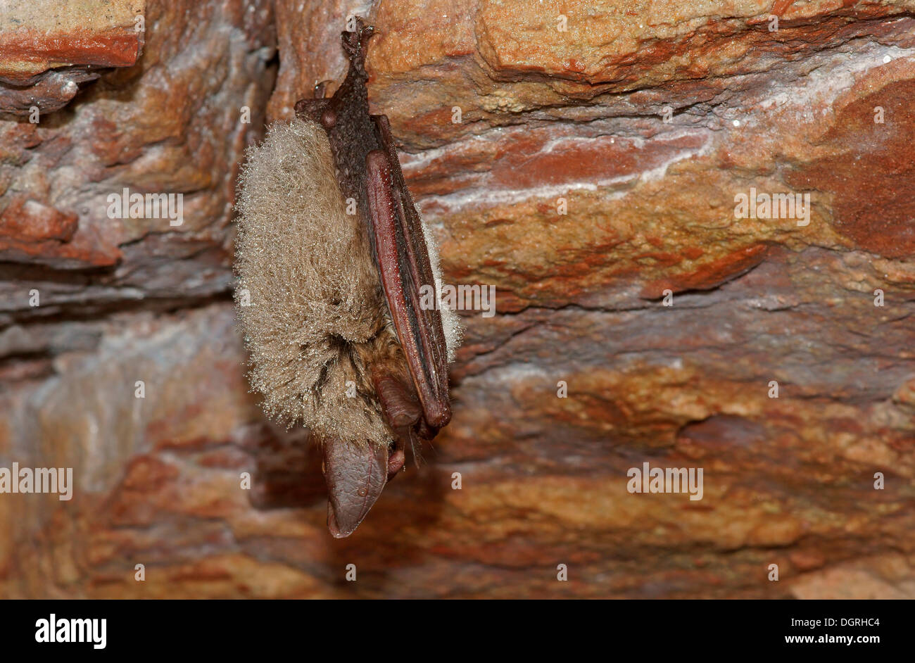 Bechsteins bat myotis bechsteinii hi-res stock photography and images ...