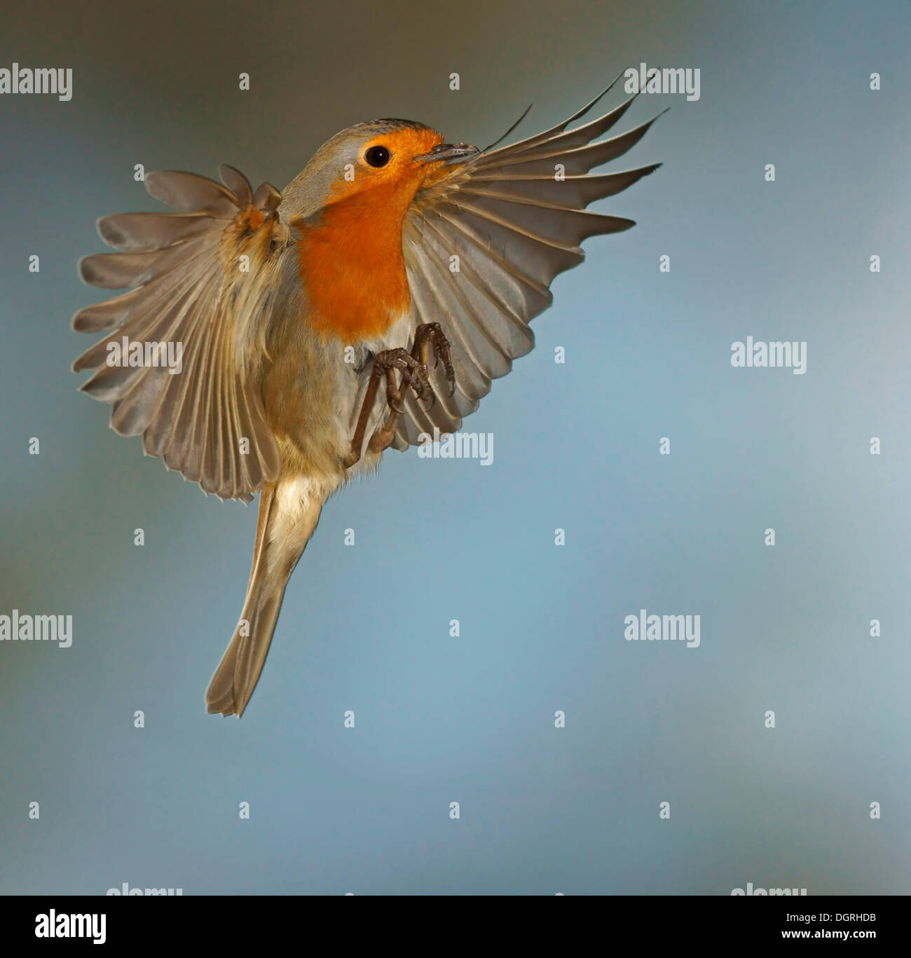 Robin erithacus rubecula flight in hi-res stock photography and images ...