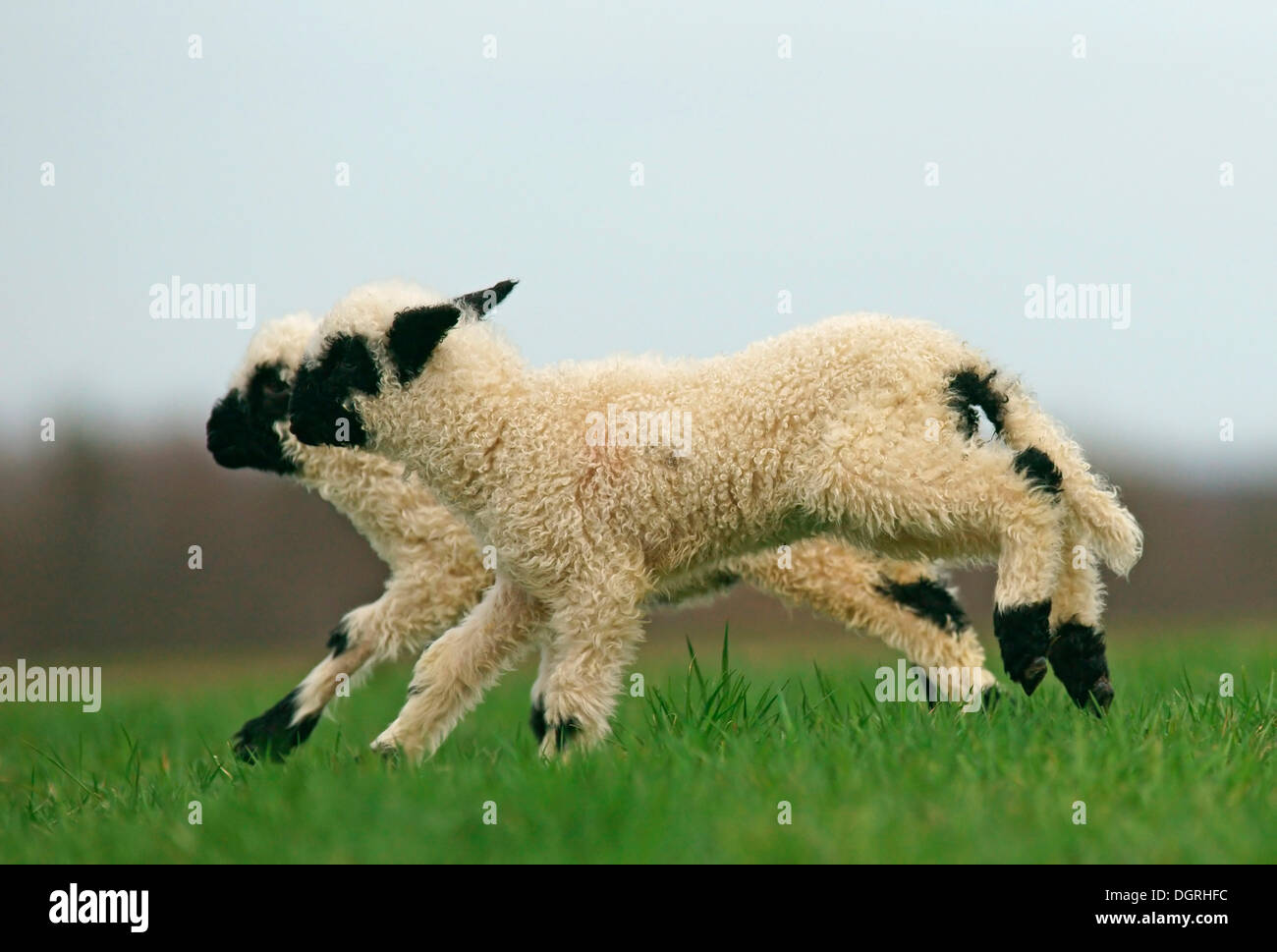 Valais blacknose sheep running hi-res stock photography and images - Alamy