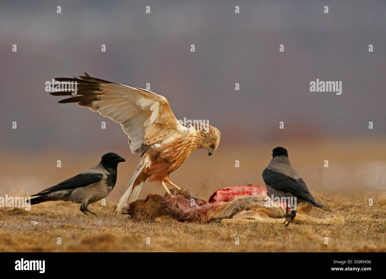 Marsh Harrier (Circus aeruginosus), male, and Hooded Crows (Corvus ...