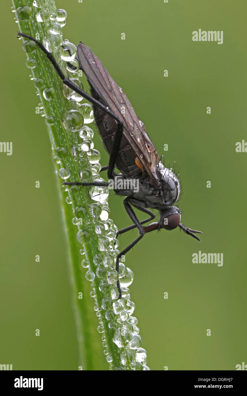 Dagger Fly or Balloon Fly (Empididae), Bad Hersfeld, Bad Hersfeld ...