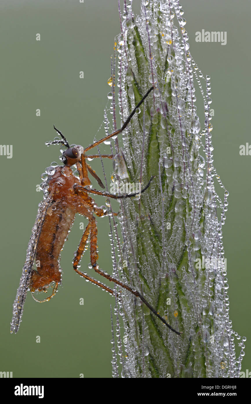 Dagger flies hi-res stock photography and images - Alamy