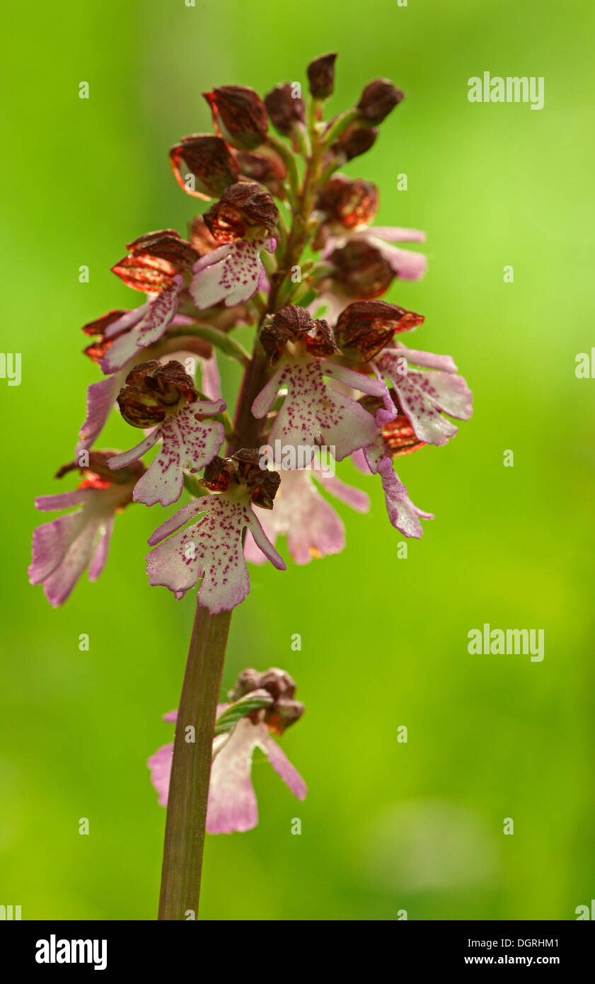 Lady Orchid (Orchis purpurea), flowering, Dreinberg, Friedewald, Hesse ...