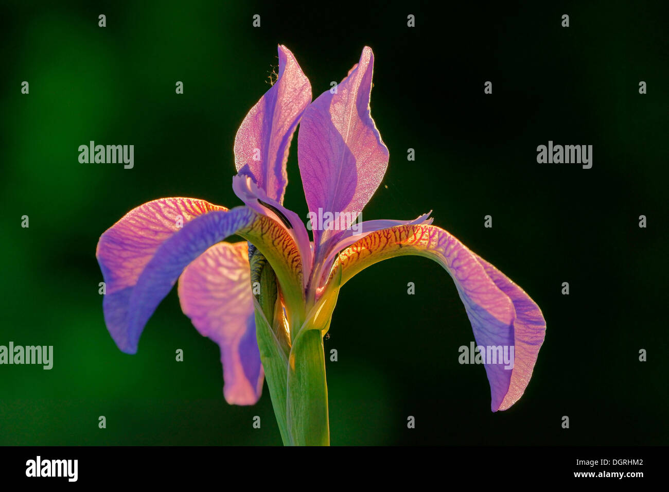 Siberian Iris (Iris sibirica), flower, backlit, Asbach, Bad Hersfeld ...