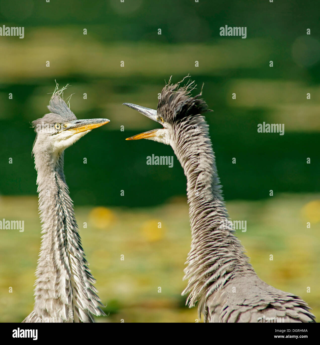 Two Grey Herons (Ardea cinerea), Göttingen, Göttingen, Lower Saxony ...
