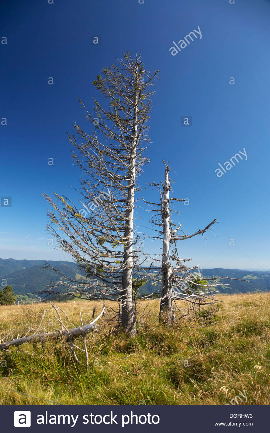 Acid Rain Forest Stock Photos & Acid Rain Forest Stock Images - Alamy