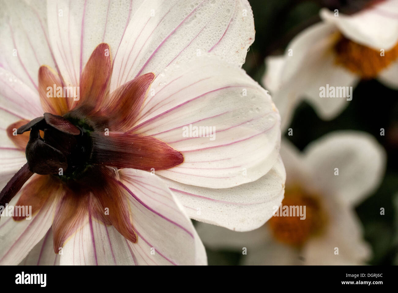 Photograph of a back of a flower Stock Photo - Alamy