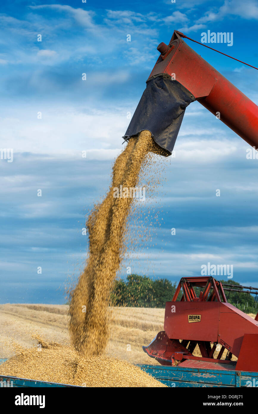 Combine harvester filling a trailer with wheat grain, Baden ...