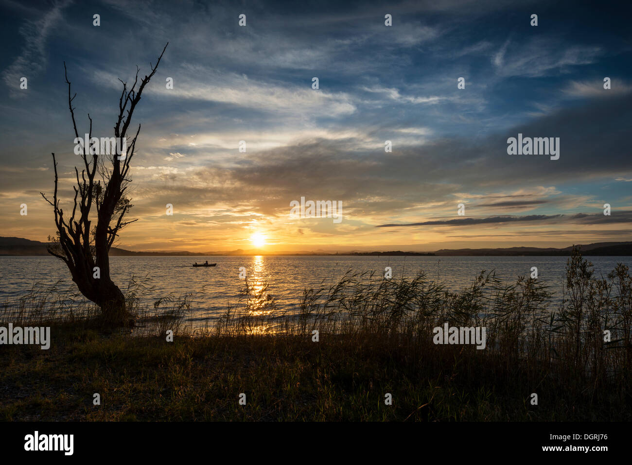 Light lit tree silhouette hi-res stock photography and images - Alamy