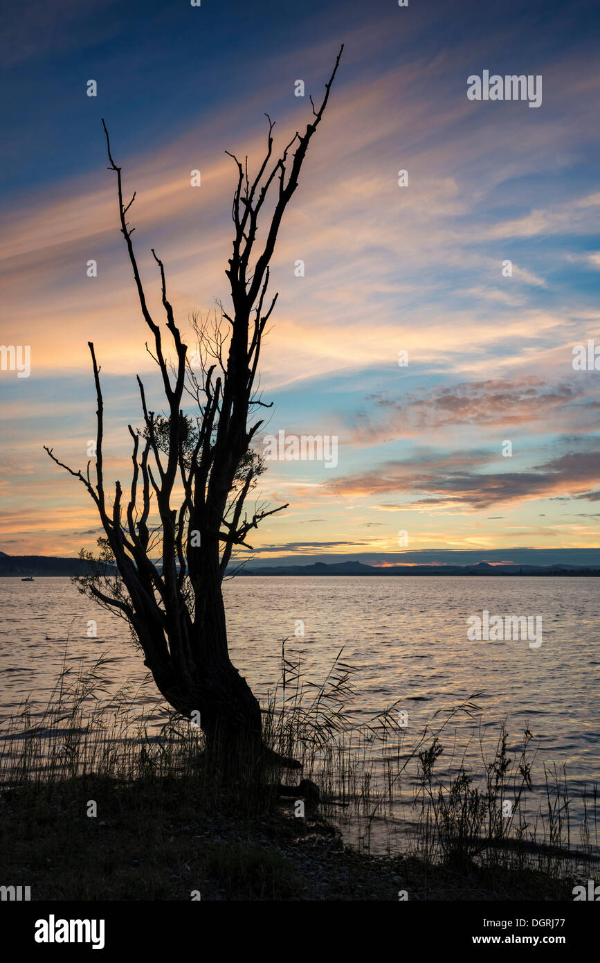 Light lit tree silhouette hi-res stock photography and images - Alamy