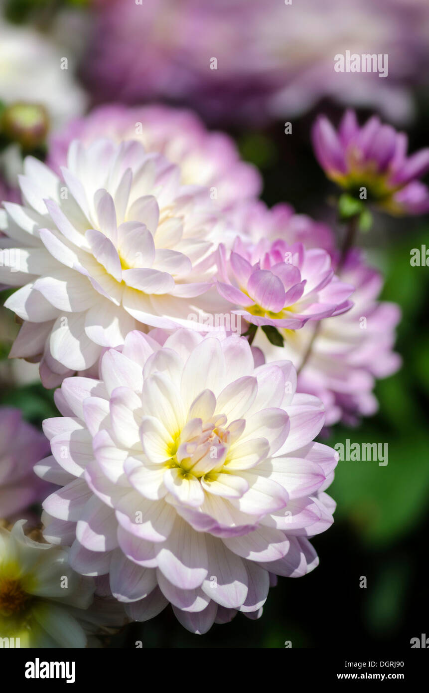 Dahlia (Dahlia), Sandy Melody variety Stock Photo - Alamy