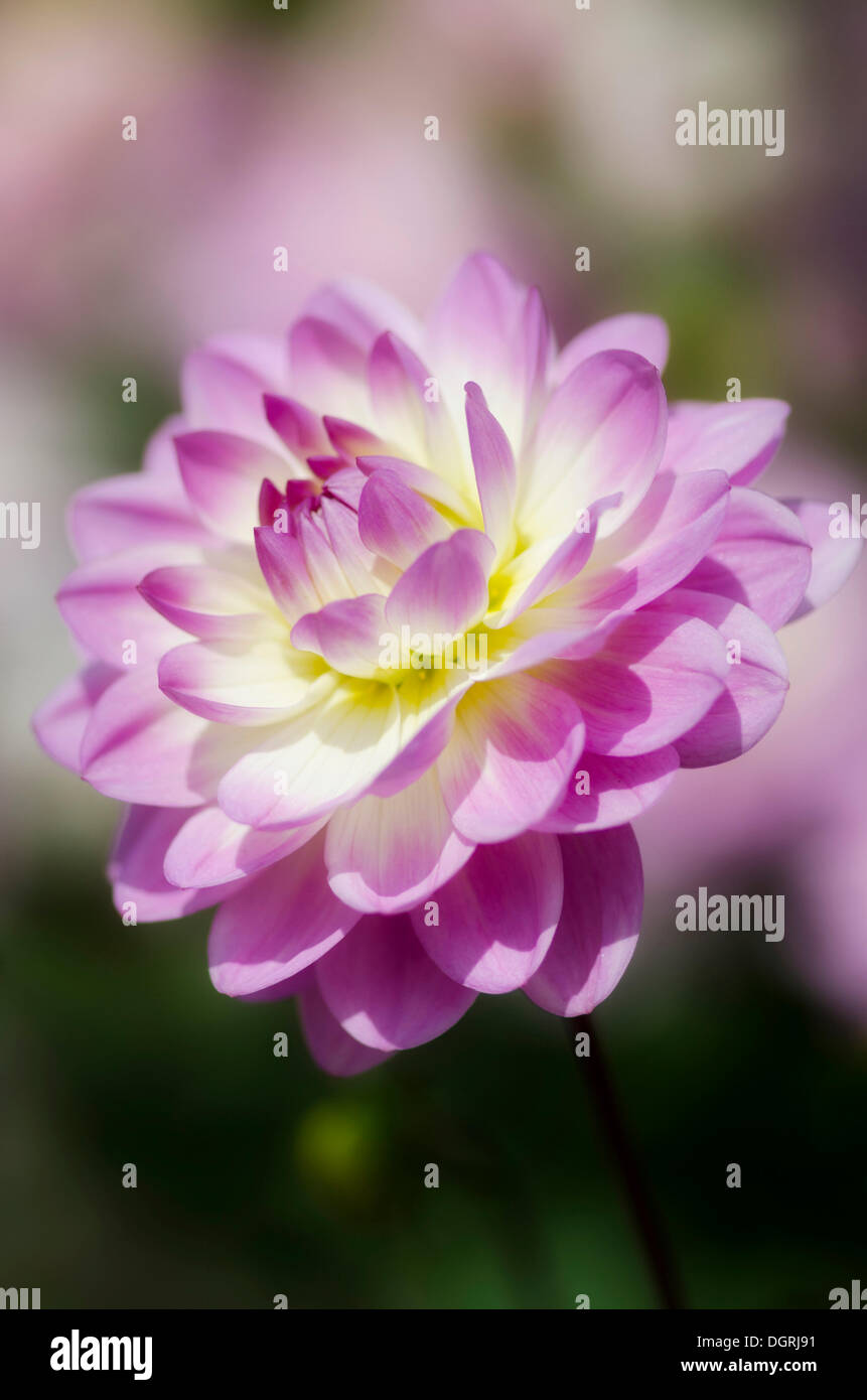 Dahlia (Dahlia), Sandy Melody variety Stock Photo - Alamy