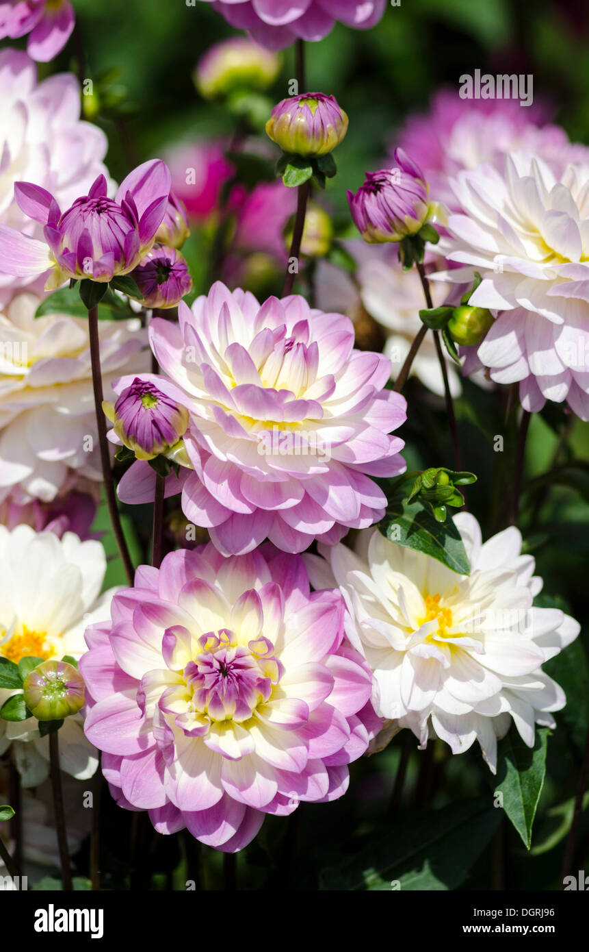Dahlia melody hi-res stock photography and images - Alamy