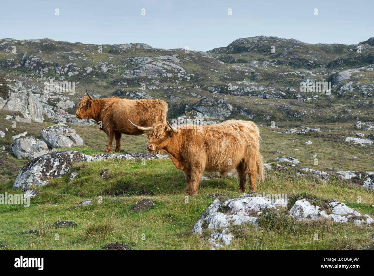 Scottish Highland Cattle, Highland Cattle or Kyloe, Northern Scotland ...