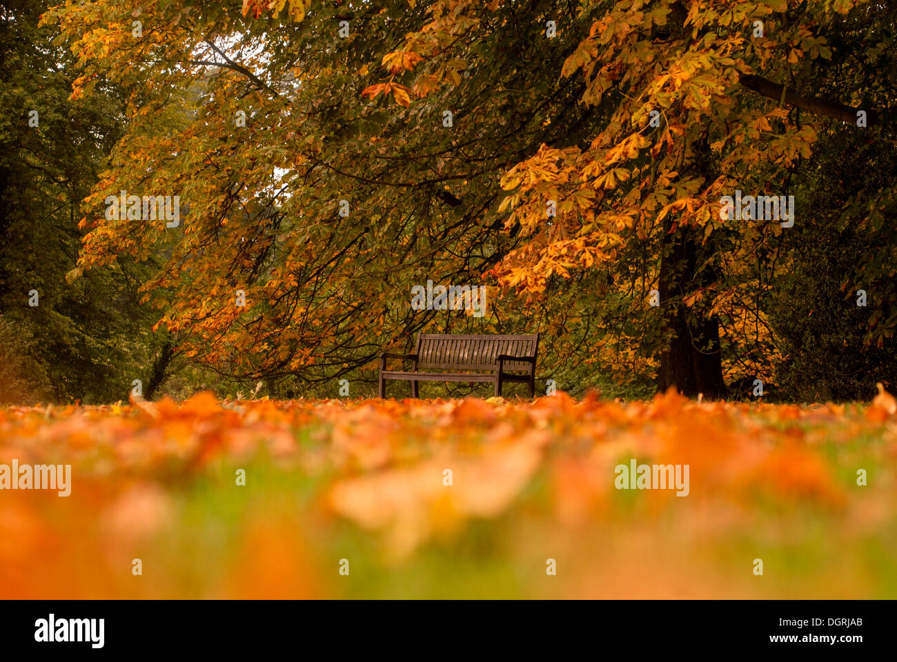 Orange bench garden hi-res stock photography and images - Alamy