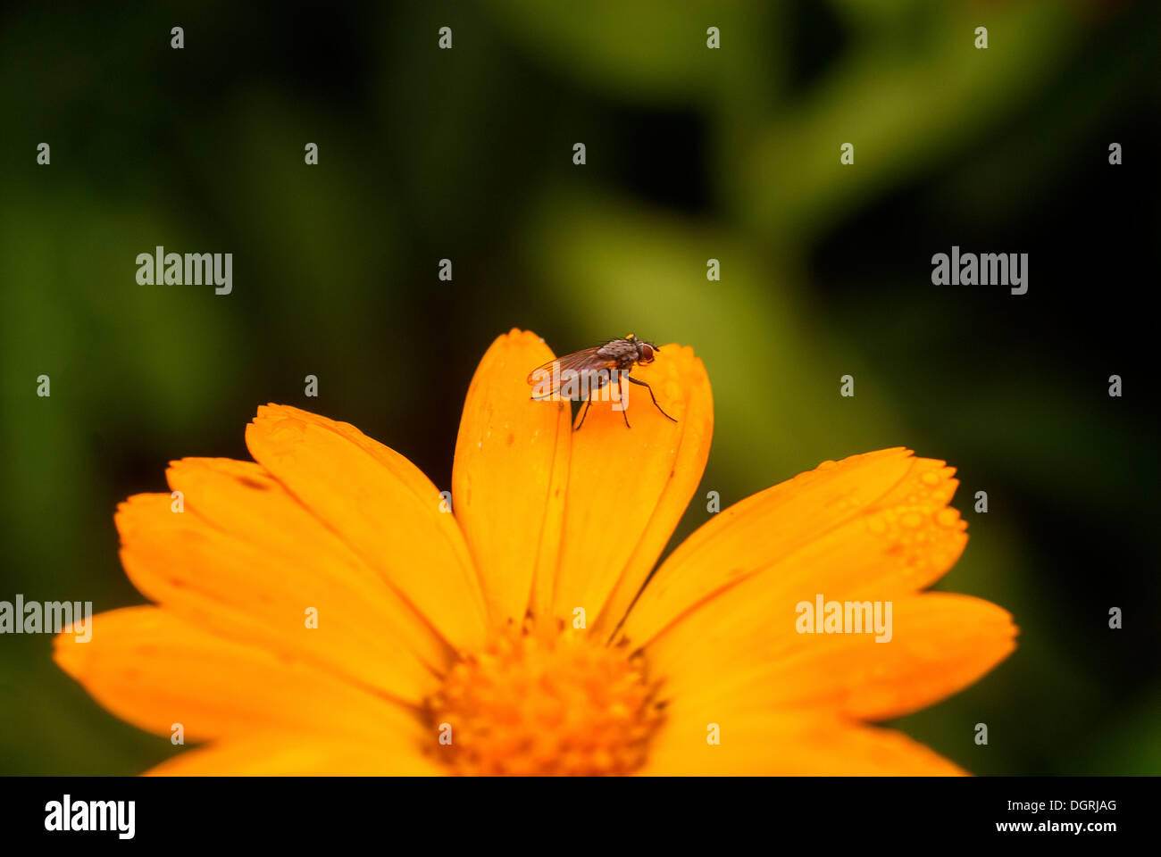 Photograph of a fly sat on top of a flower petal Stock Photo - Alamy