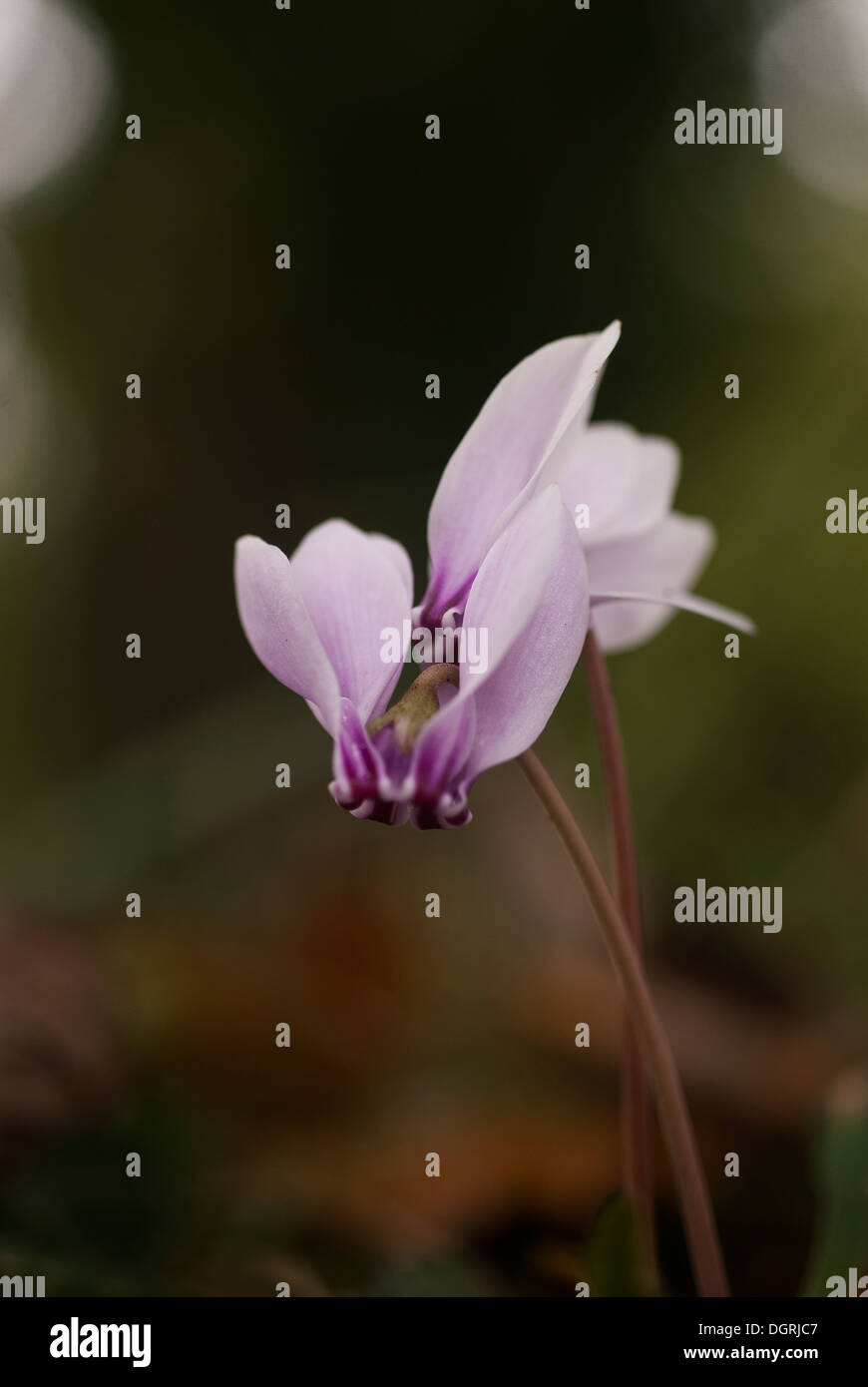 Photograph of small light purple flower below a tree Stock Photo - Alamy