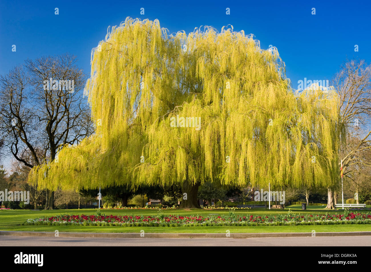 Weeping willow tree central park hi-res stock photography and images ...