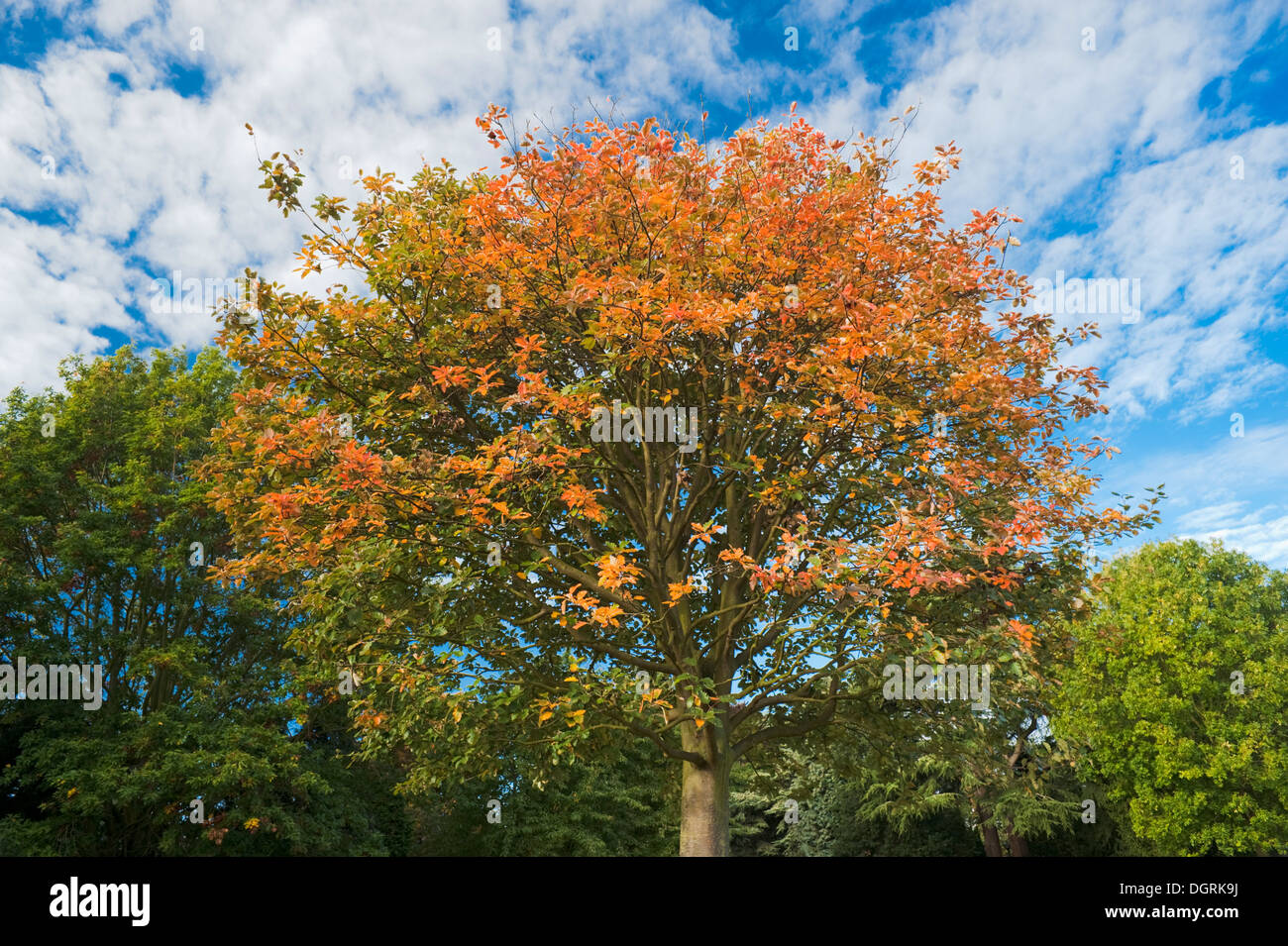 Early autumn in Central Park, Peterborough, Cambridgeshire Stock Photo ...