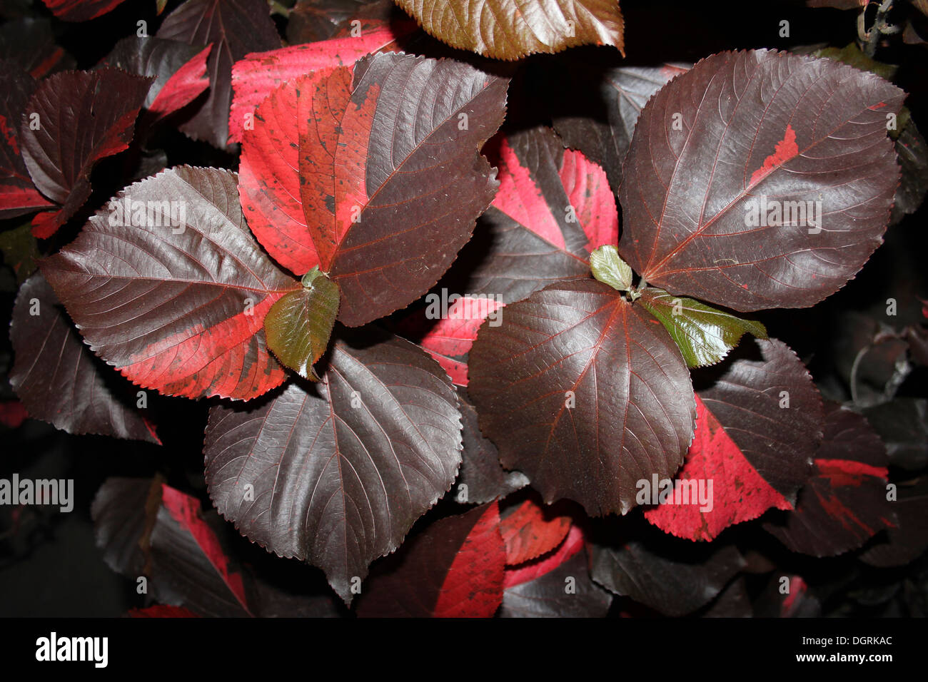 Variegated red leaves hi-res stock photography and images - Alamy