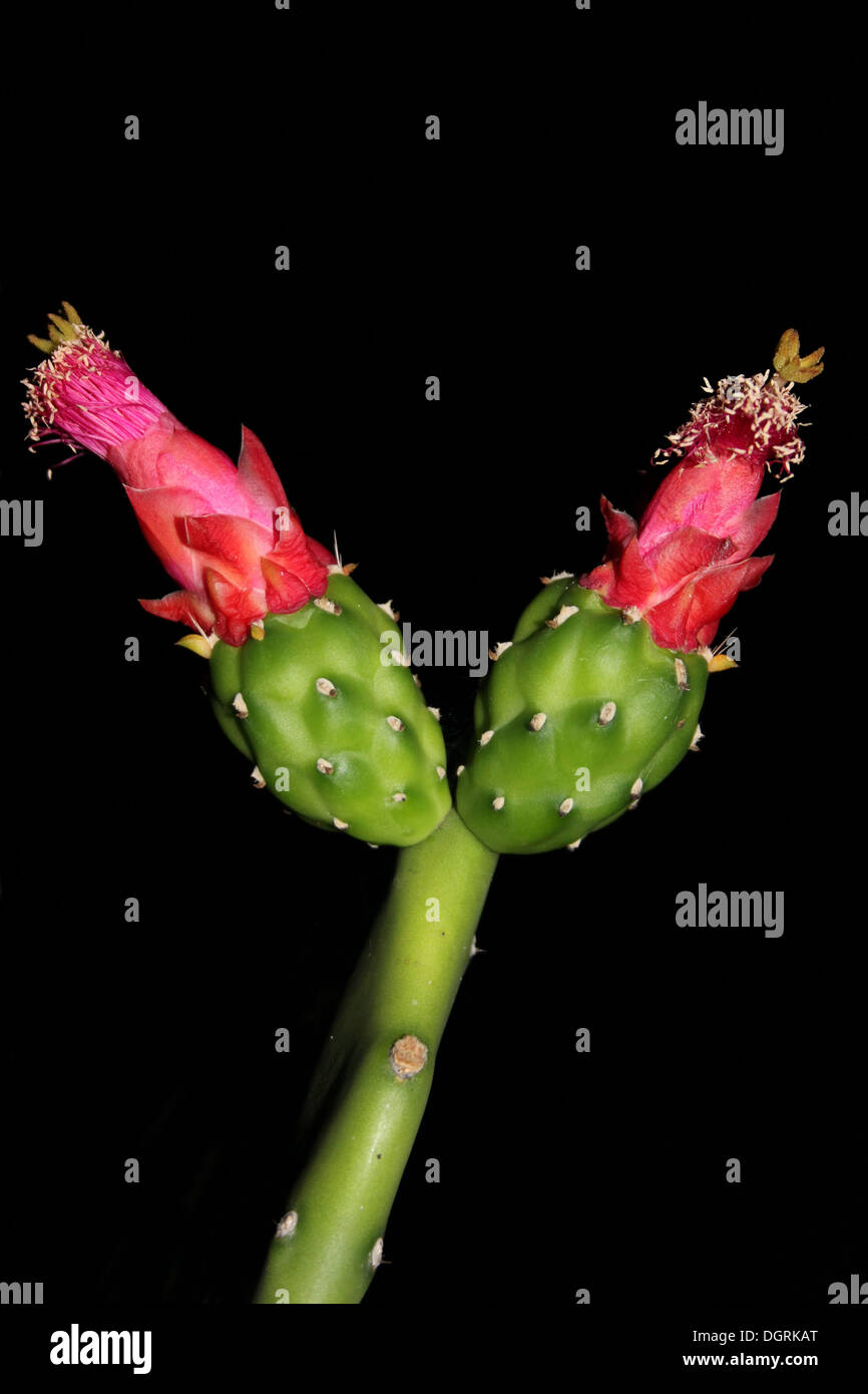 Flowering Paddle Cactus Opuntia cochenillifera at Night Stock Photo - Alamy