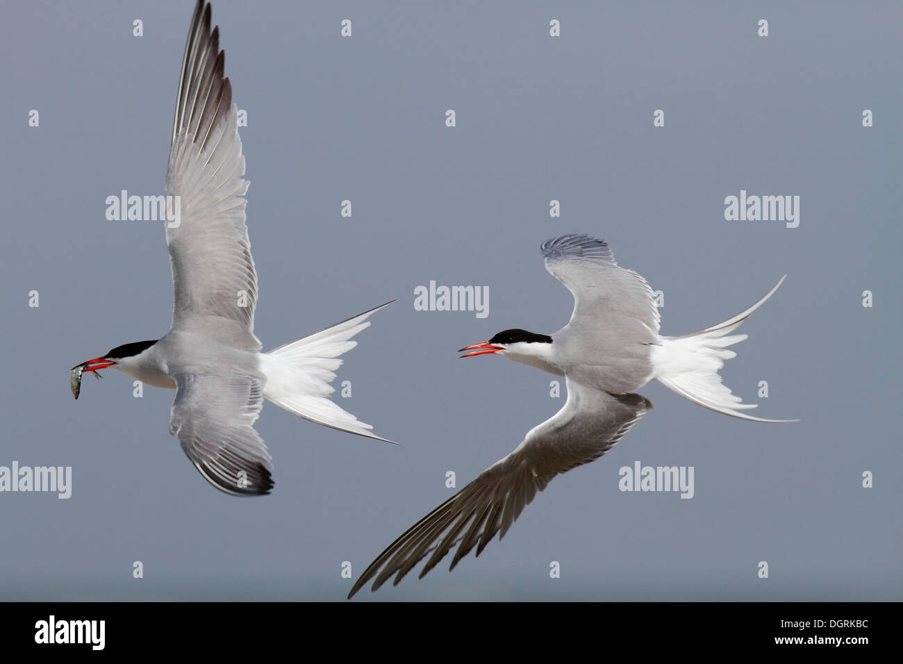 Common Terns (Sterna hirundo), attempt of kleptoparasitism, typical ...