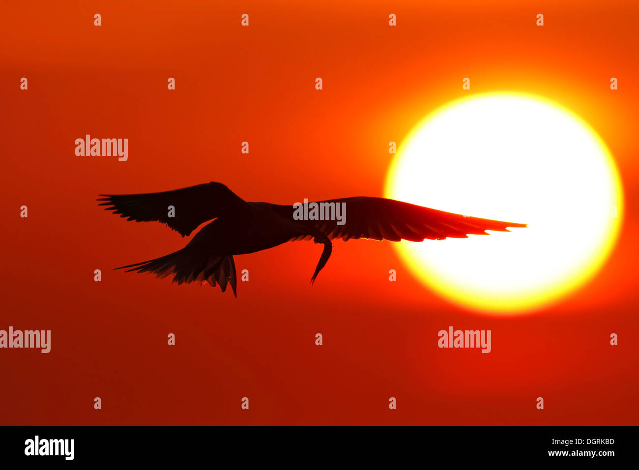 Bird flying past sun hi-res stock photography and images - Alamy