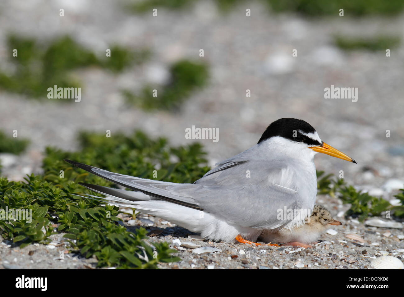 Little Tern (Sterna albifrons), adult bird attending to chick, East ...