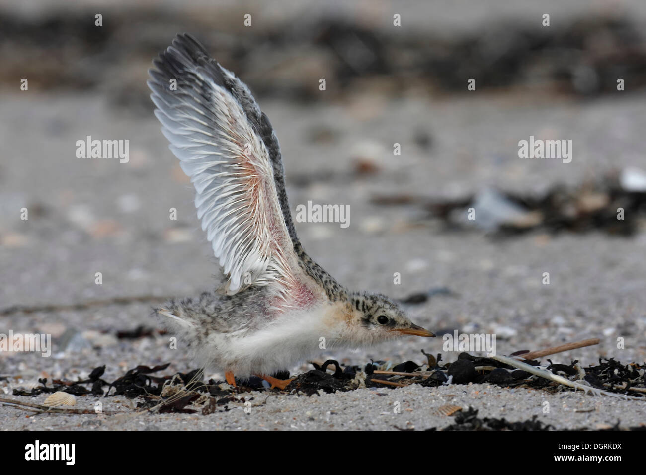 Young Bird Flapping Wings High Resolution Stock Photography and Images ...