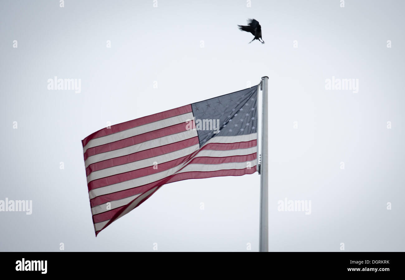 German flag bird hi-res stock photography and images - Alamy