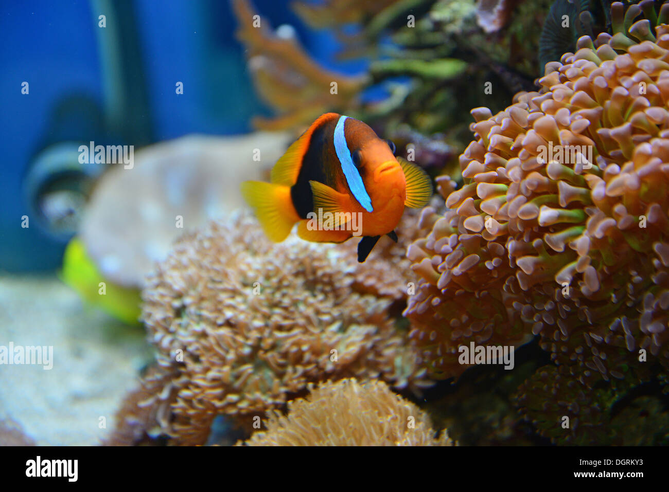 Clownfish (Cinnamon Anemonefish), Blue Reef Aquarium, Towan Beach ...