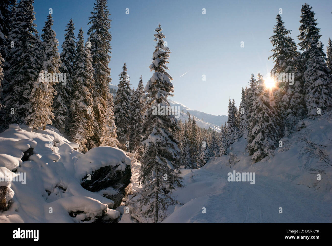 Woodland paths covered in hi-res stock photography and images - Alamy