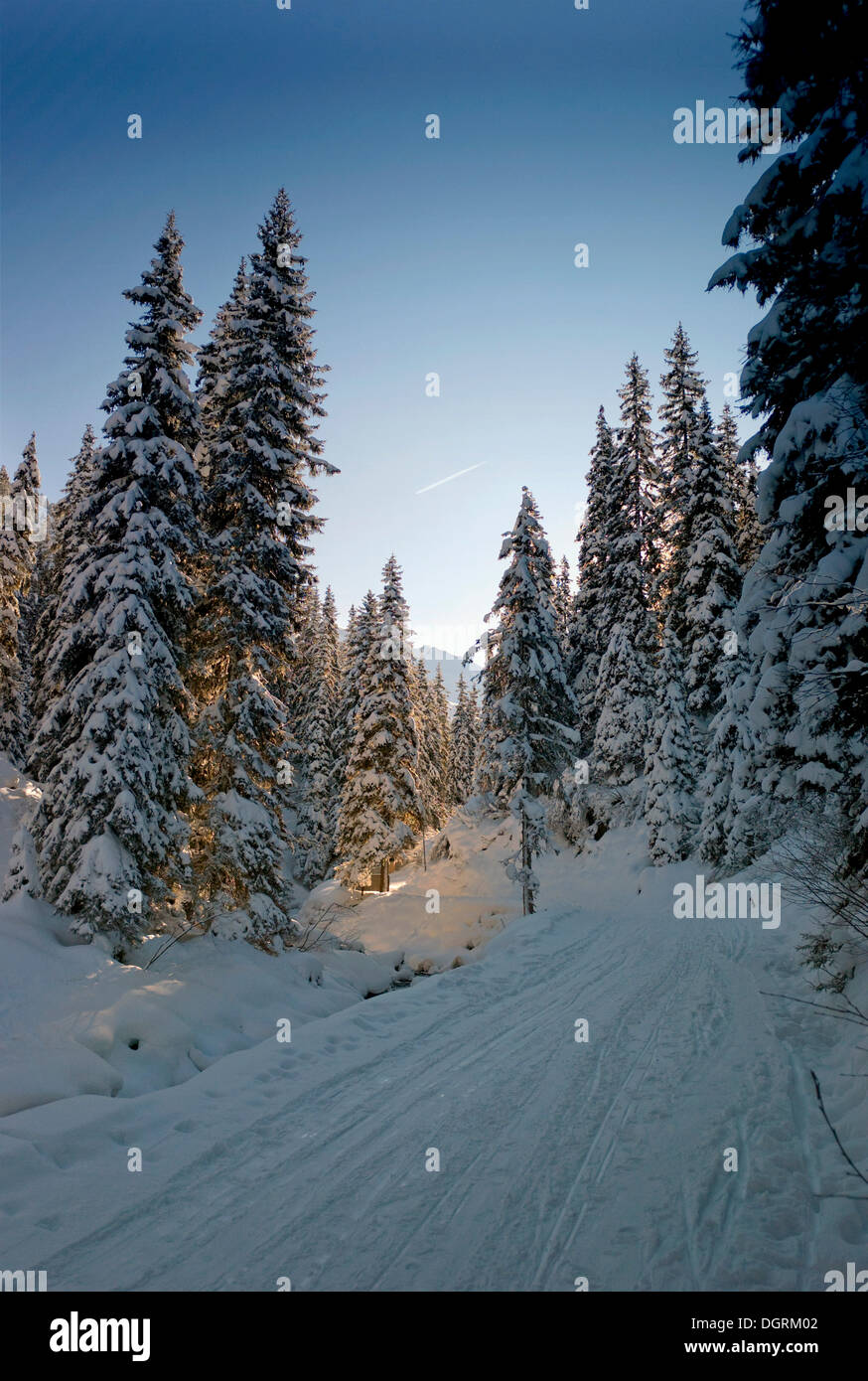 Forest of europe hi-res stock photography and images - Alamy