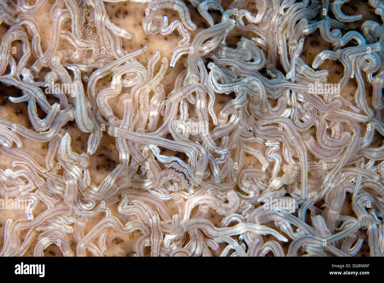 Sea Cucumbers (Synaptula Lamperti), Indonesia Stock Photo - Alamy