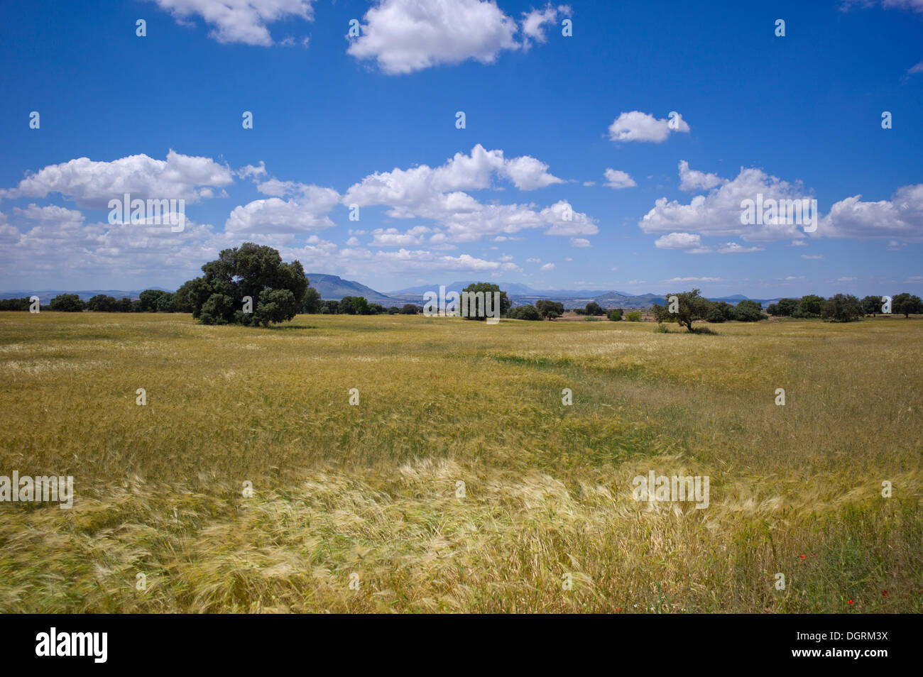 Grain fields in the region around Gorafe, Andalusia, Spain, Europe ...
