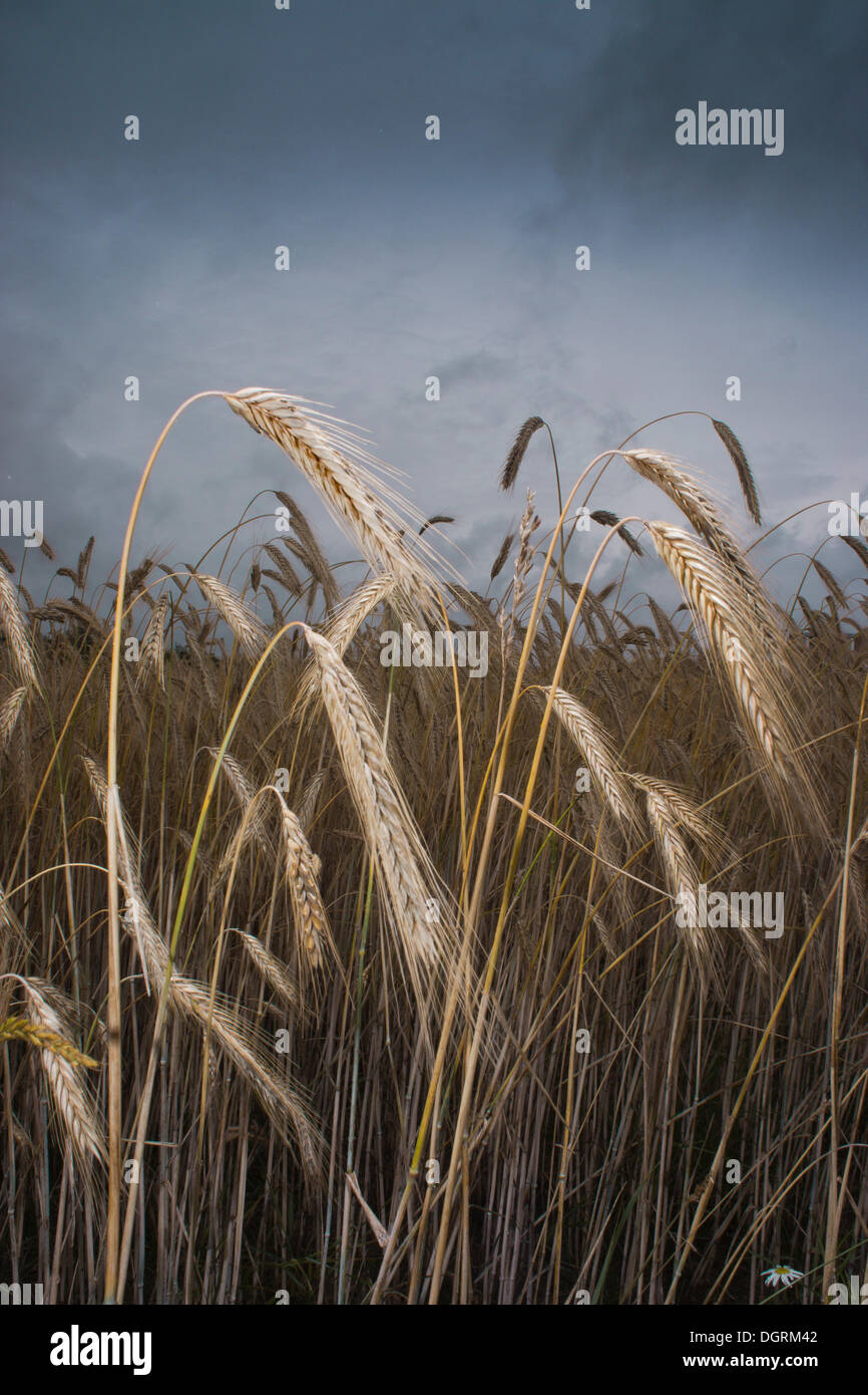 Rye field secale cereale hi-res stock photography and images - Alamy
