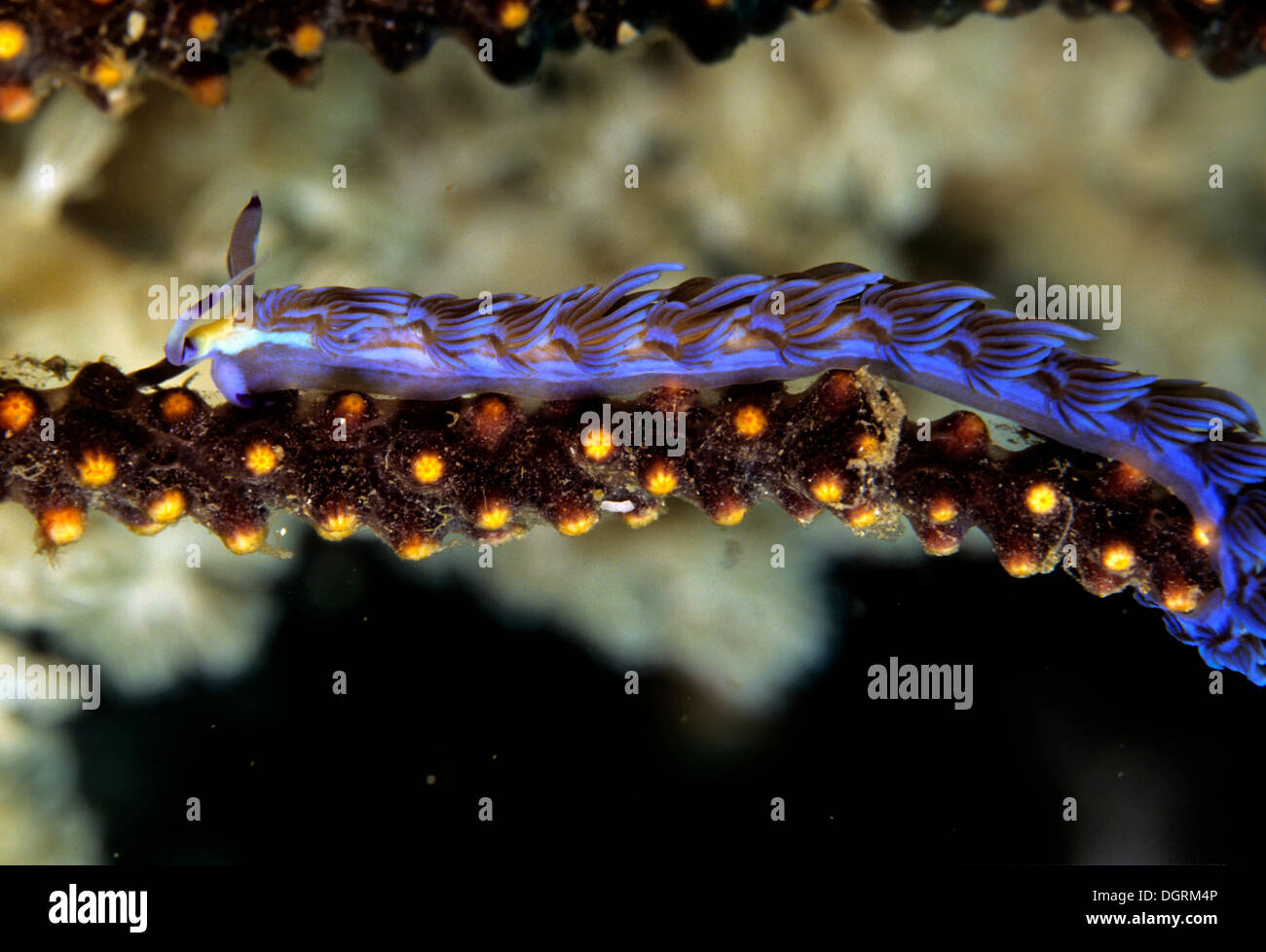 Nudibranch, sea slug (Pteraeolidia ianthina), Philippines, Asia Stock ...