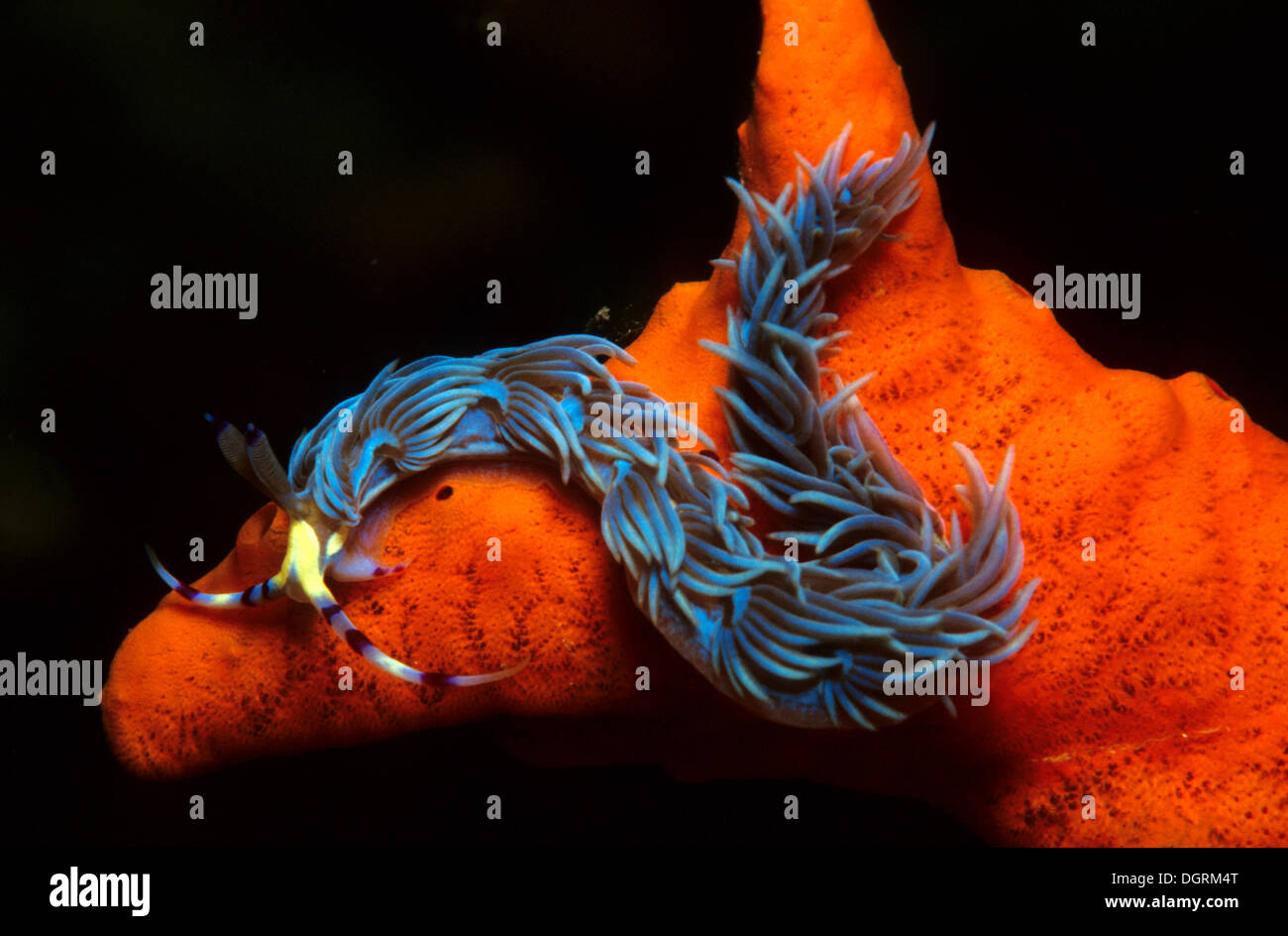 Nudibranch, sea slug (Pteraeolidia ianthina), Sulu Sea, Philippines ...