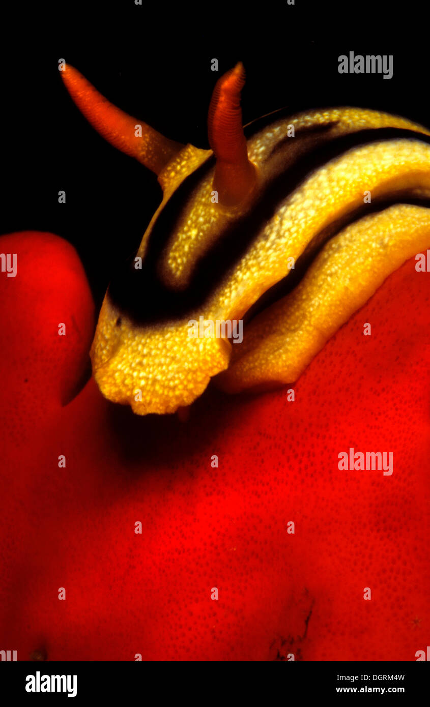 Dorid Nudibranch, sea slug (Chromodoris joshi), on a red sponge ...