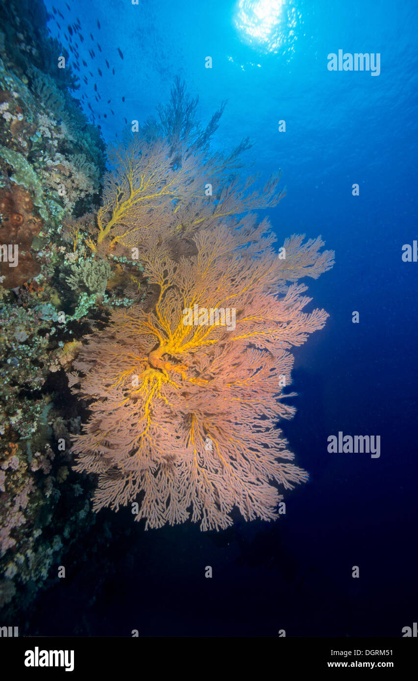 Colourful underwater landscape with soft corals and sea fans ...