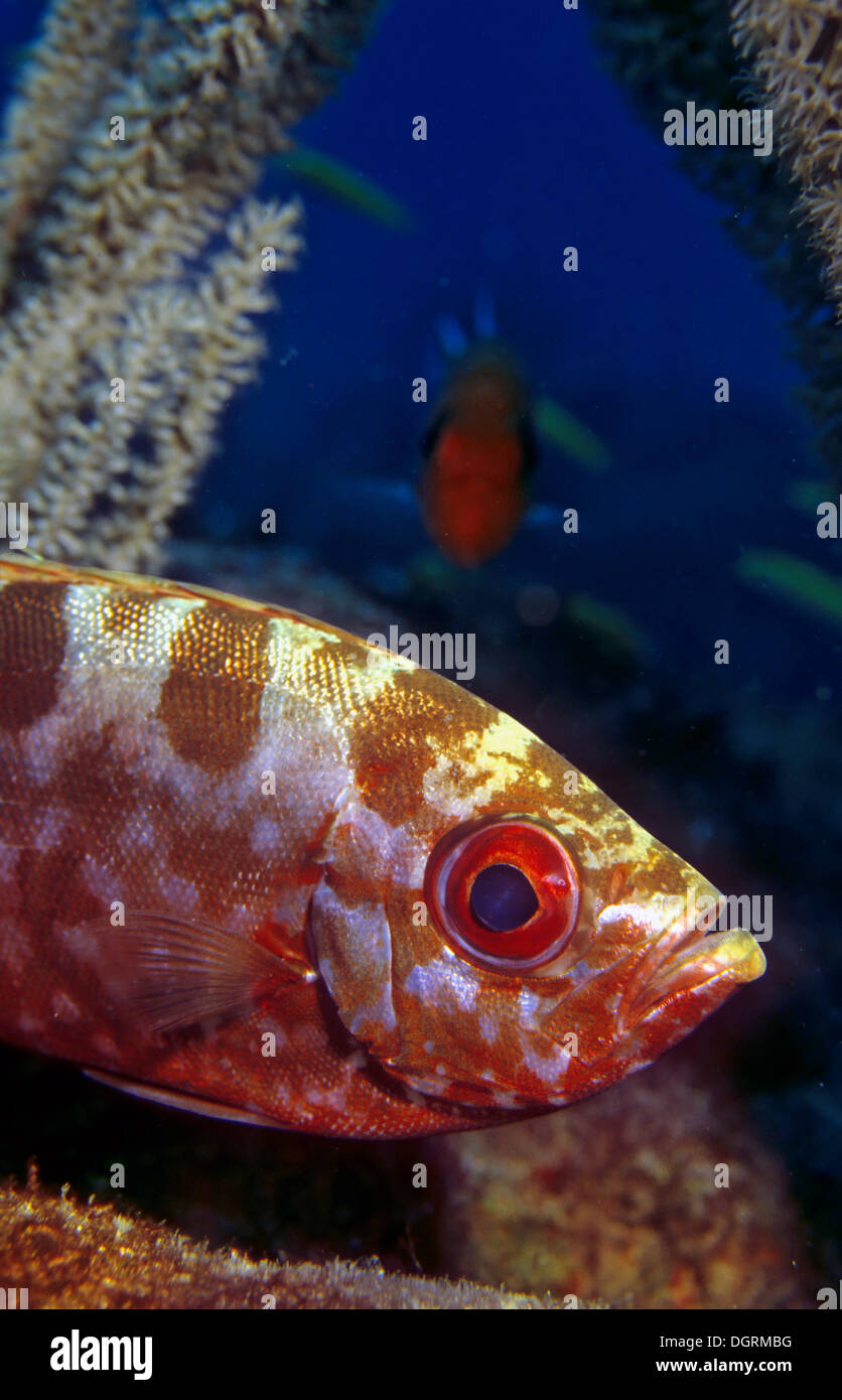 Moontail bullseye (Priacanthus hamrur), Caribbean Stock Photo - Alamy
