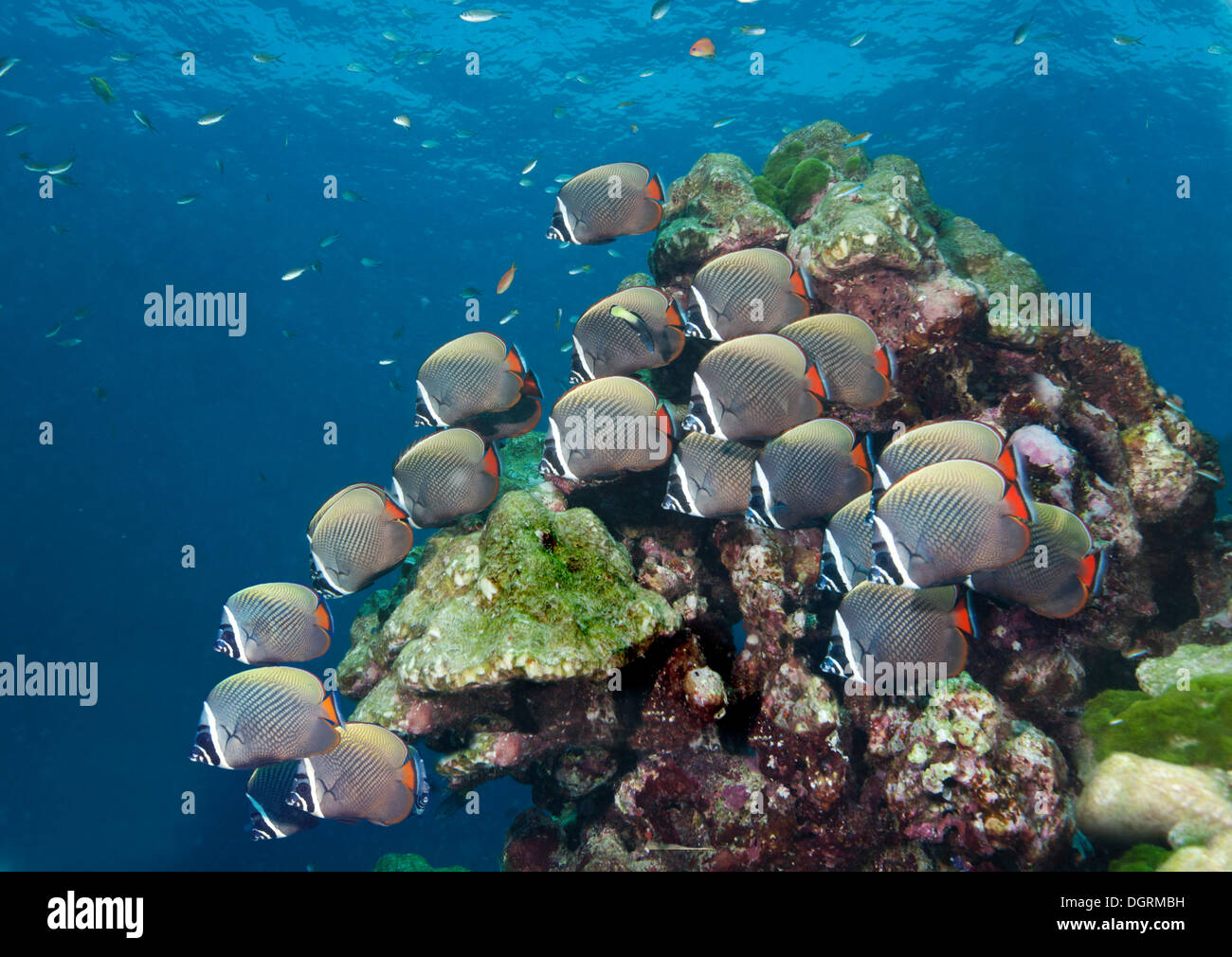 Redtail butterflyfish (Chaetodon collare), Gulf of Thailand, Thailand ...