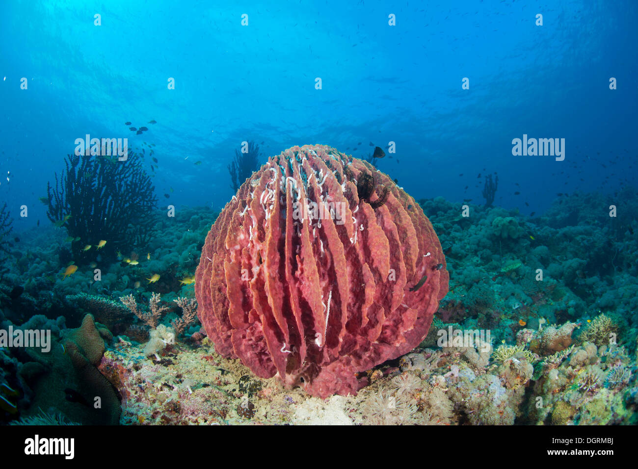 Sponge porifera philippines hi-res stock photography and images - Alamy