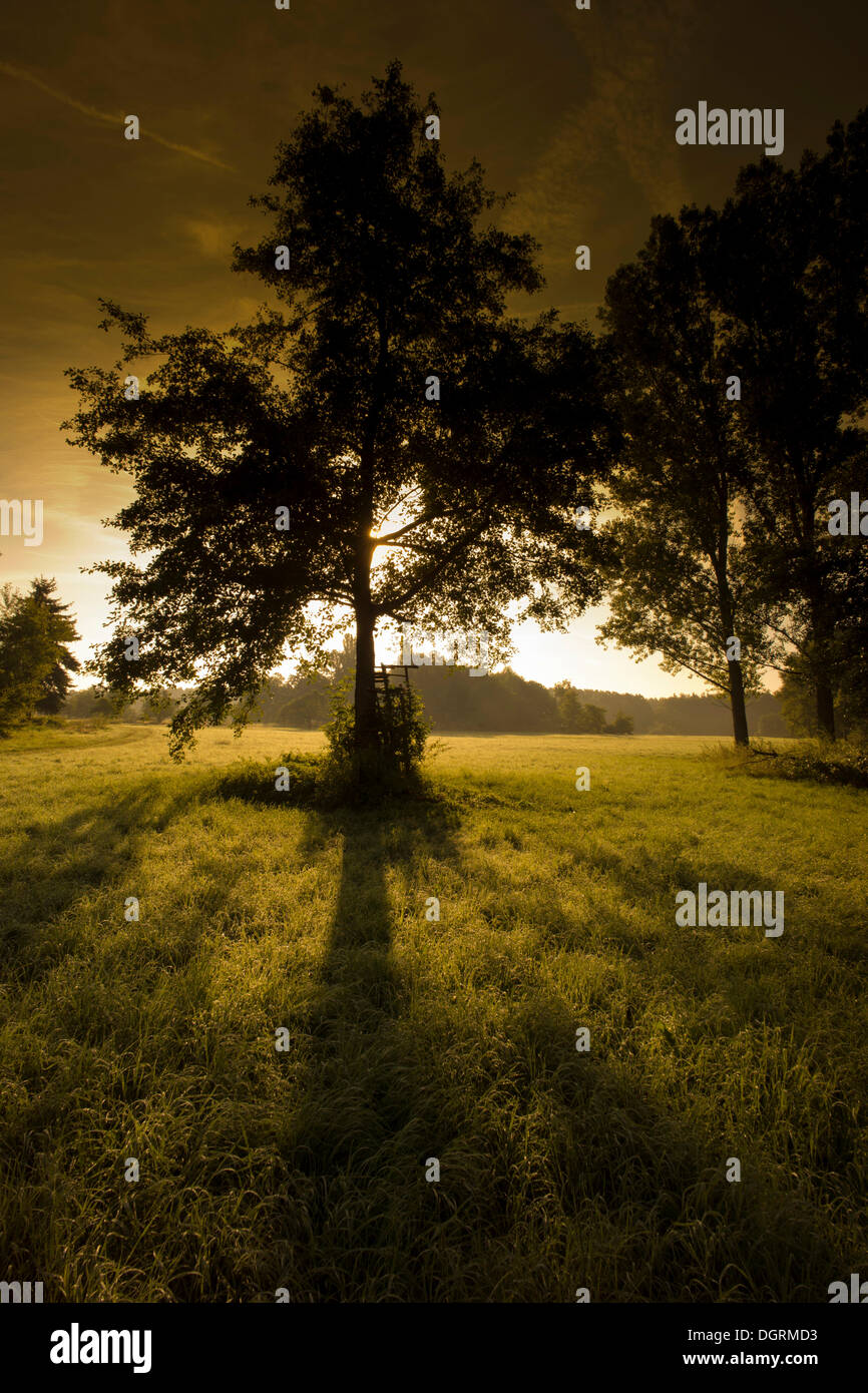 Meadow with dew and trees in the morning light, Hesse Stock Photo - Alamy