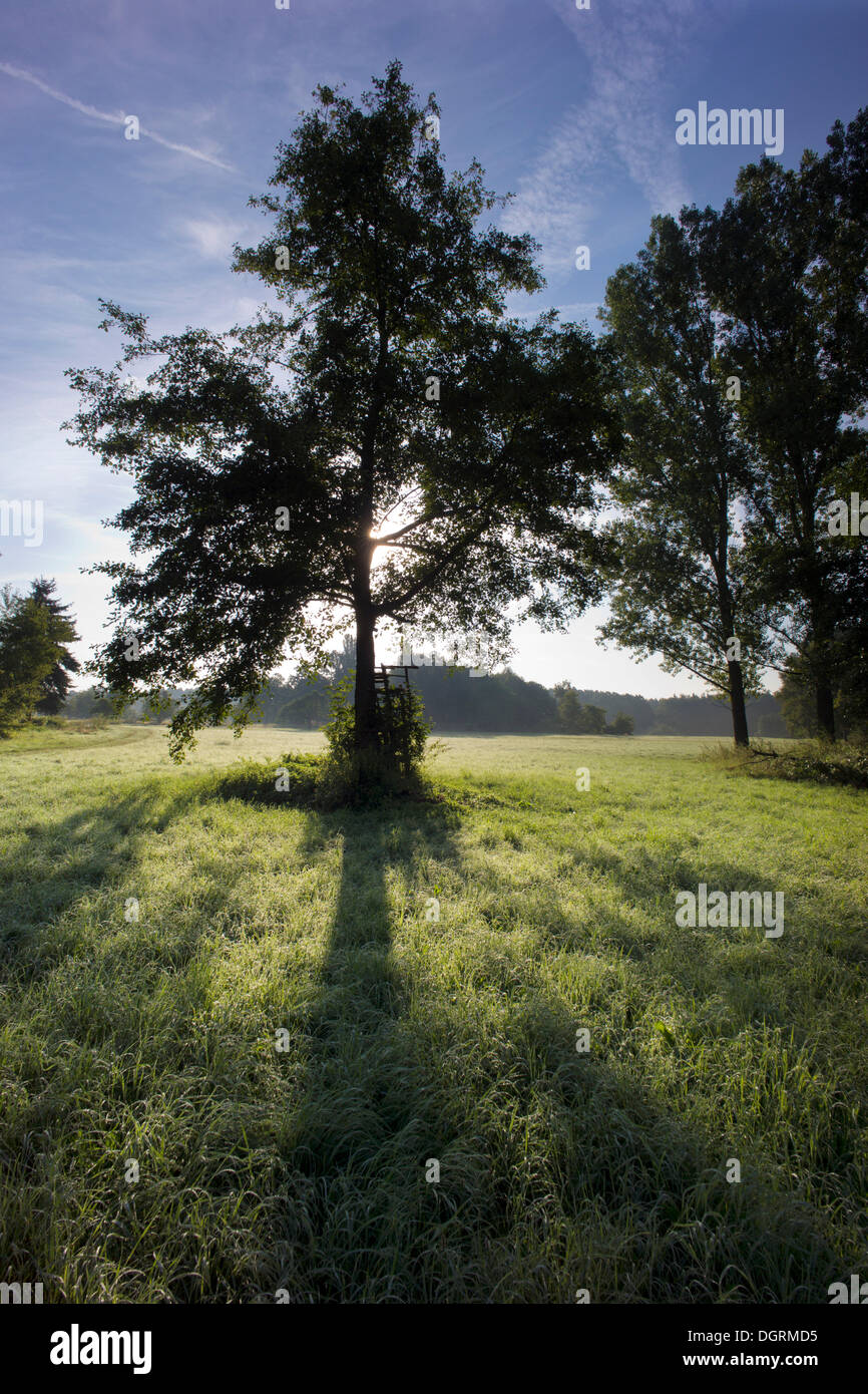Morning shadows trees hi-res stock photography and images - Alamy