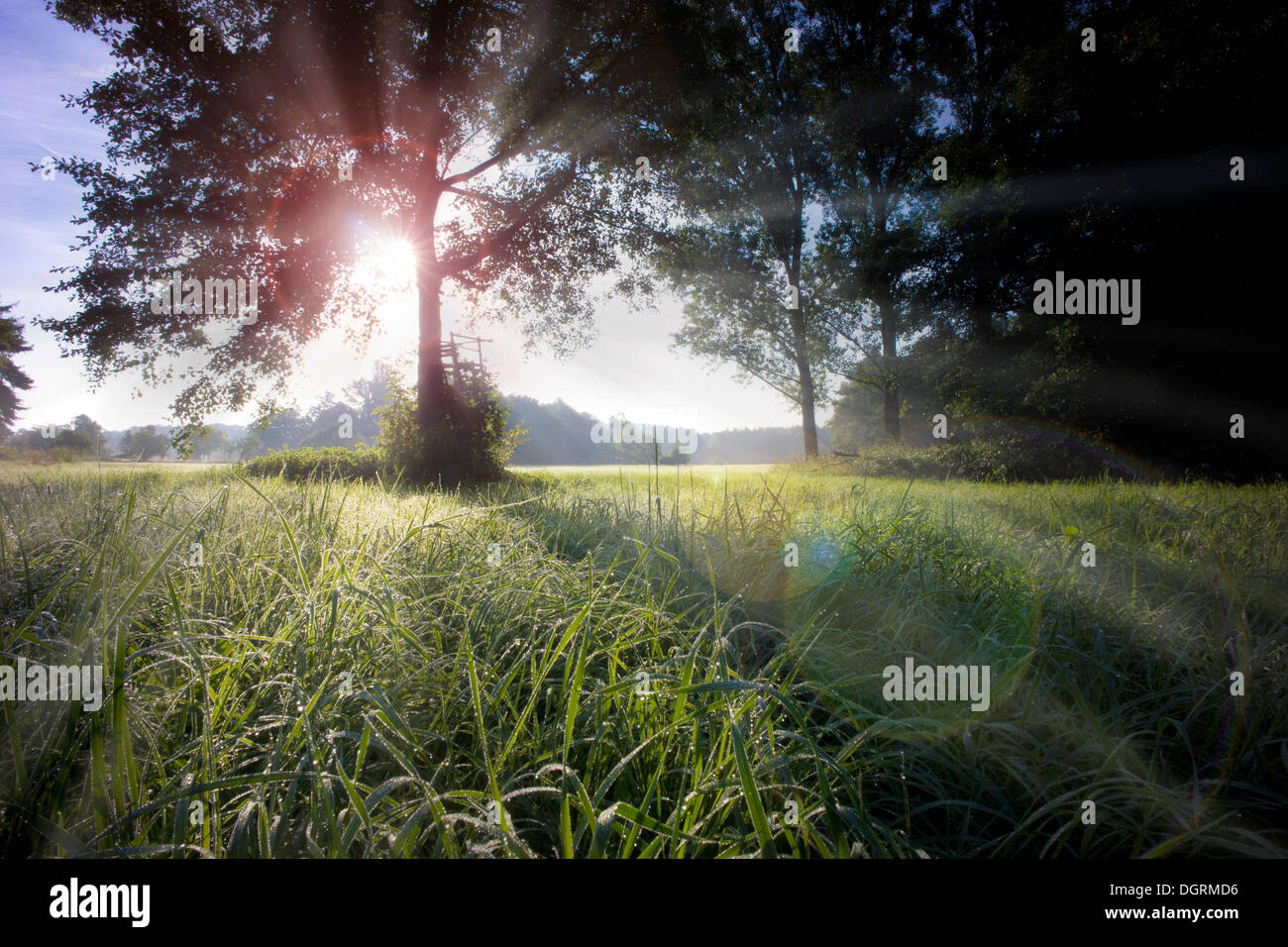 Morning light beams hi-res stock photography and images - Alamy